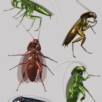 Insect-I-Vore The Roach | Daz 3D